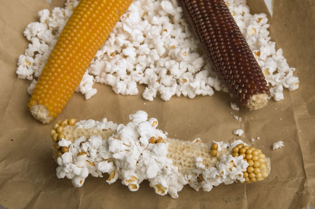 How popcorn was discovered nearly 7,000 years ago | Live Science