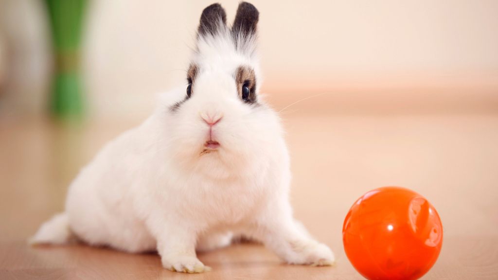 32 things to consider before getting a rabbit | PetsRadar