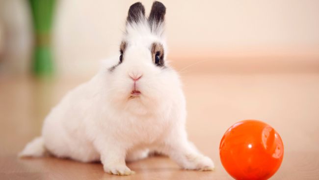 32 Things To Consider Before Getting A Rabbit Petsradar