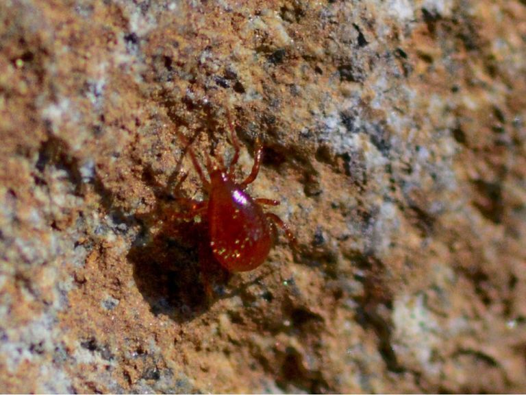 Red Spider Mite Problems - How To Control Red Spider Mites | Gardening ...
