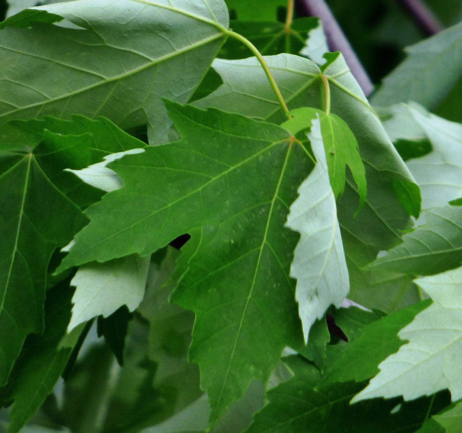 Maple Tree Varieties: Information About Maple Tree Identification ...