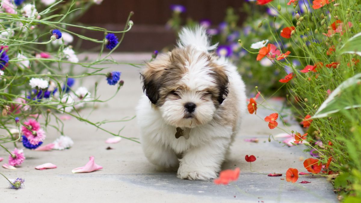 10 adorable teddy bear dog breeds | PetsRadar