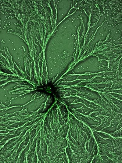How Did Multicellular Life Evolve? | Space