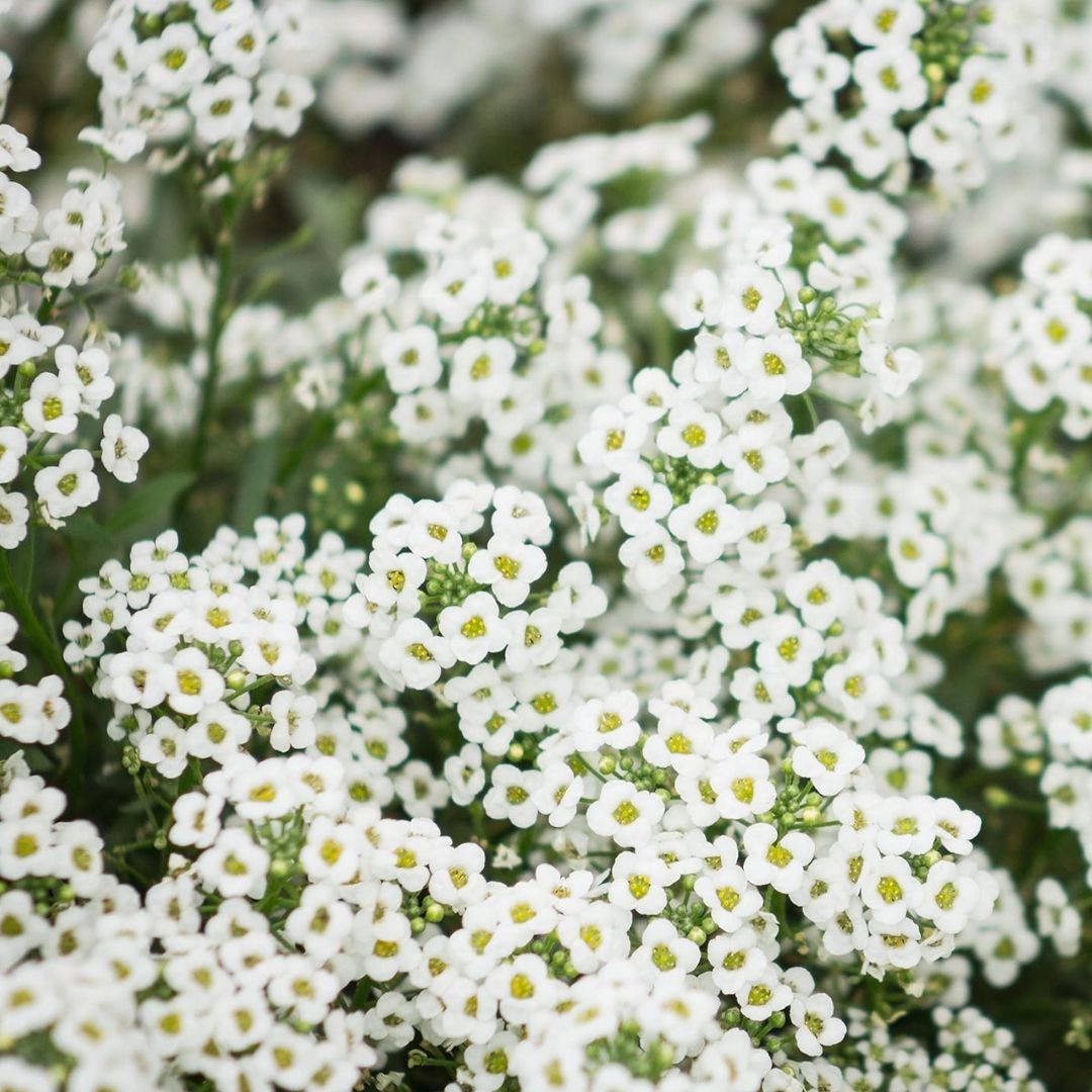 Best Cascading Flowers for Window Boxes — 6 Blooms That Will ...