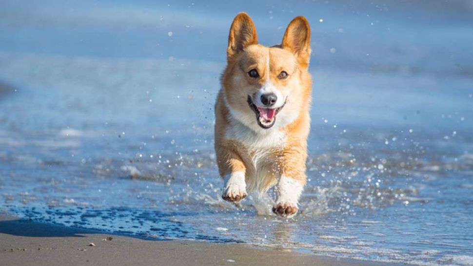 Adorable Corgi floats in water in hilarious viral video - Here's why ...