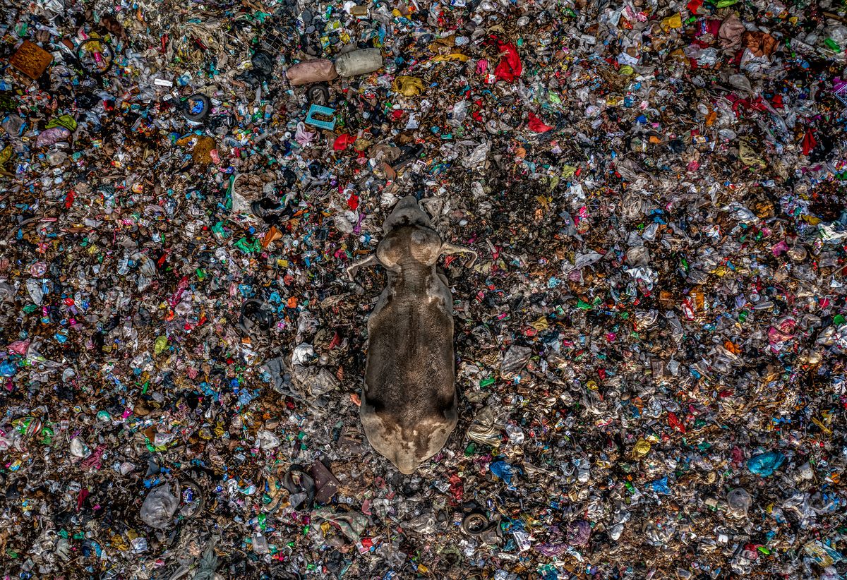 This unusual nature photograph doesn’t even show the animal it ...