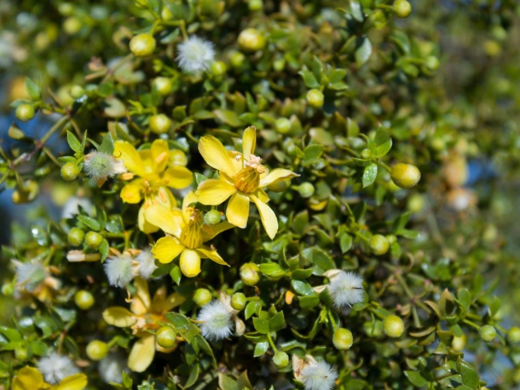 Creosote Bush Information: Caring For A Creosote In The Garden ...
