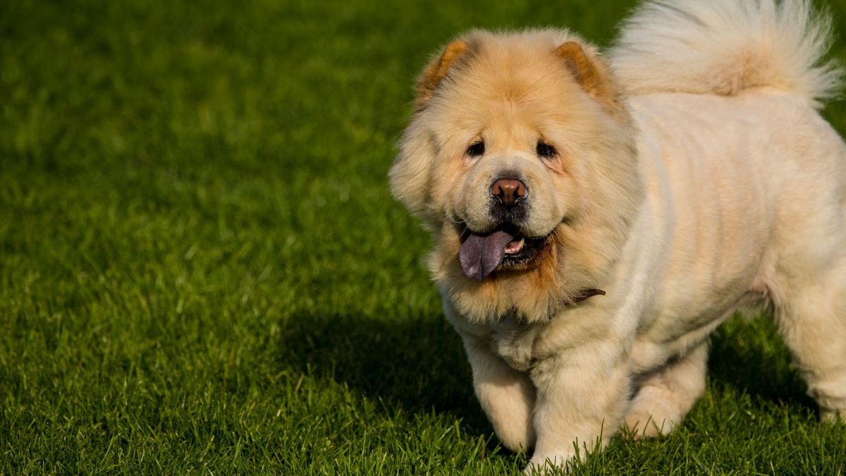 Most expensive dog breeds: Top 10 in the US | PetsRadar