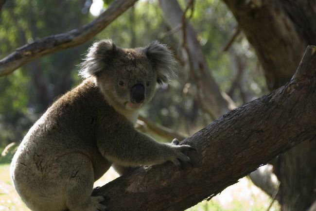 In Images: Koalas Hugging Trees | Live Science