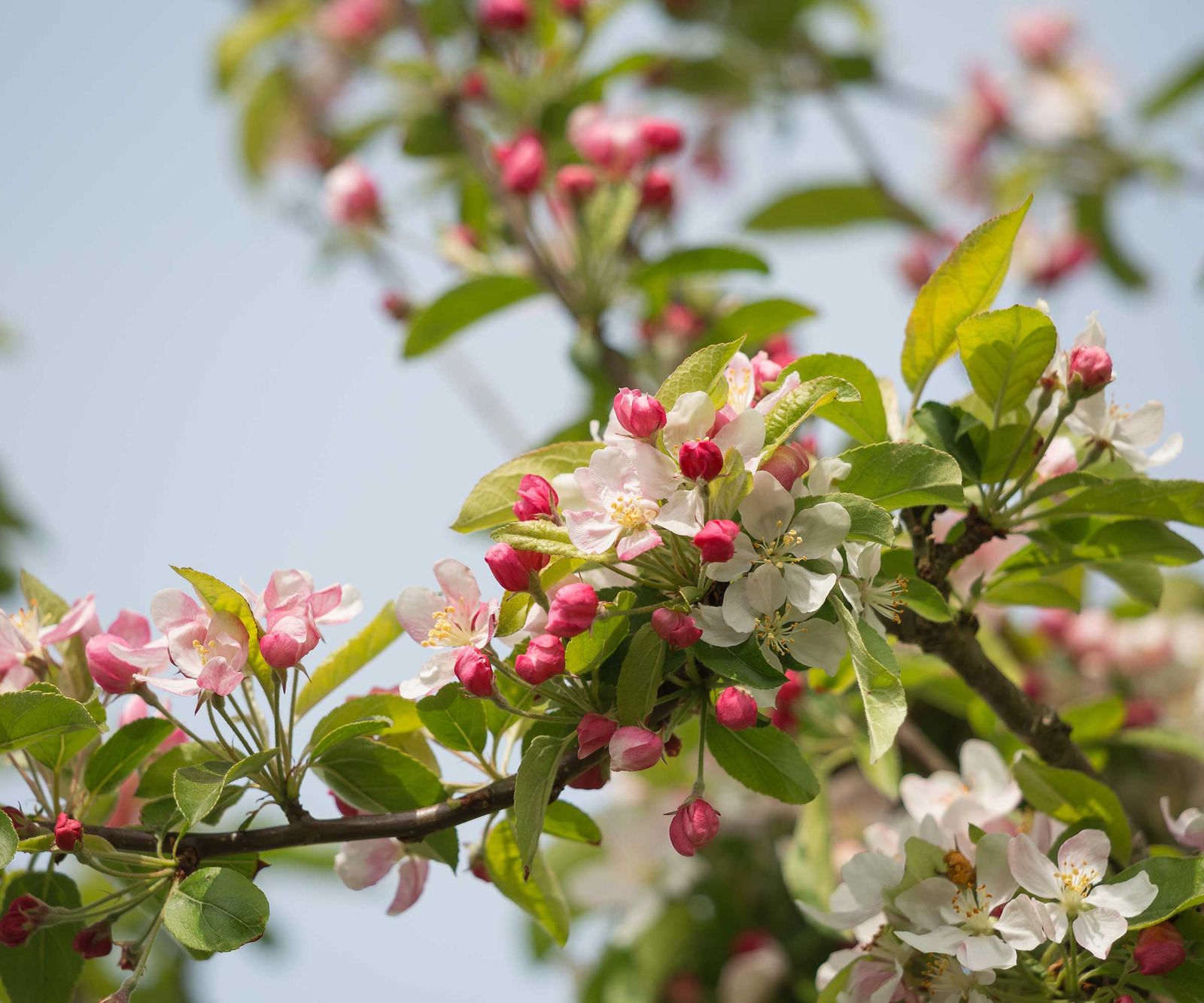 Trees that attract hummingbirds: 8 flowering choices | Homes and Gardens