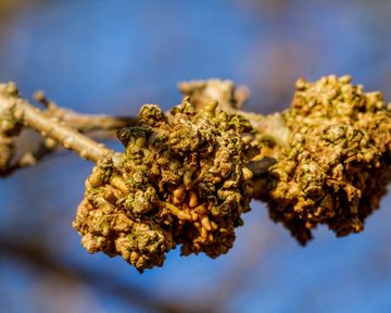 Forsythia plant care and growing tips | Gardeningetc