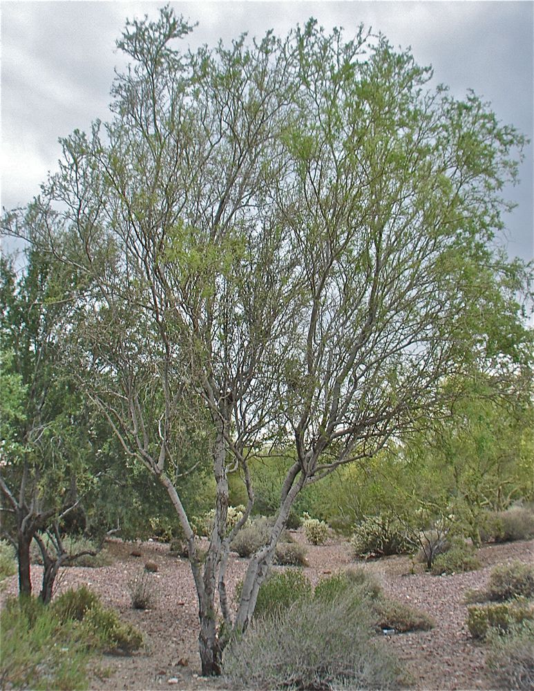 Flowering Beauty: Photos of Desert Ironwood Trees | Live Science