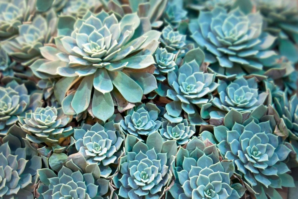 Monocarpic Succulent Information - What Are Monocarpic Succulents ...