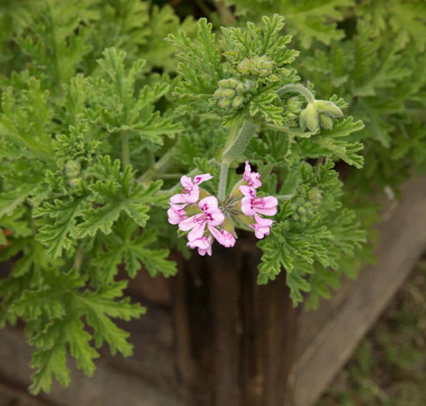 What is French Intensive Gardening? Experts explain it all | Livingetc