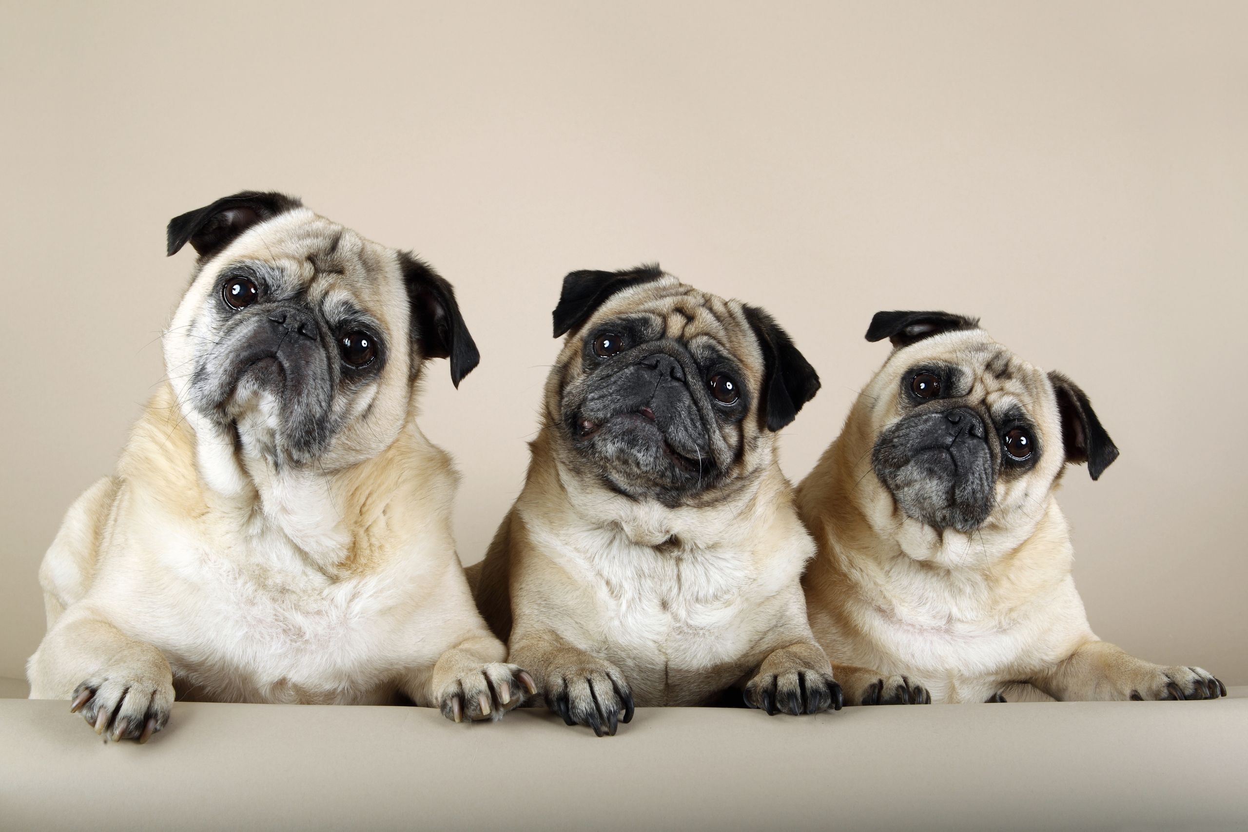 The Great Gatsby, pugs and the Mitford sisters: Country Life Quiz of ...