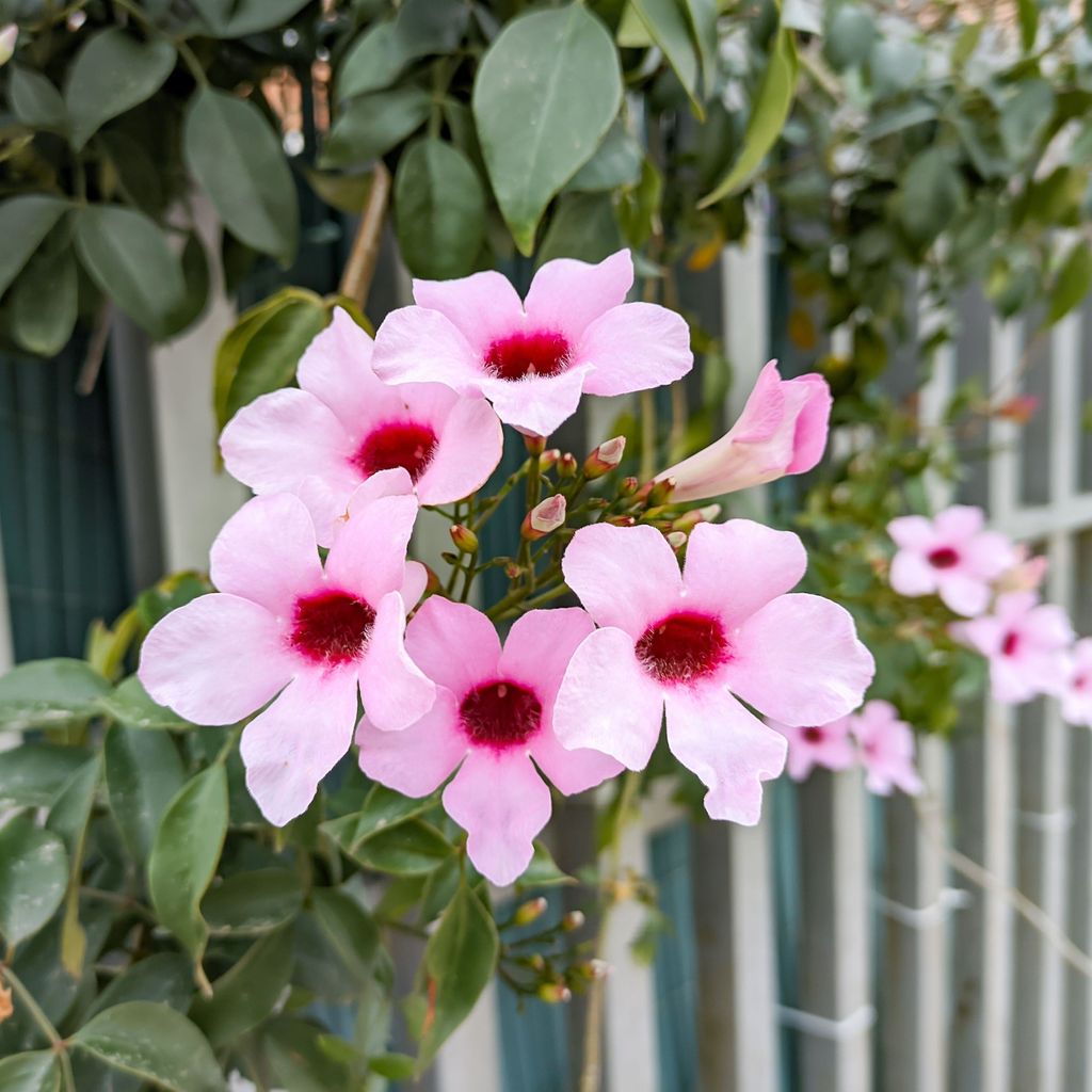 5 climbing plants with pink flowers to add to your garden | Ideal Home