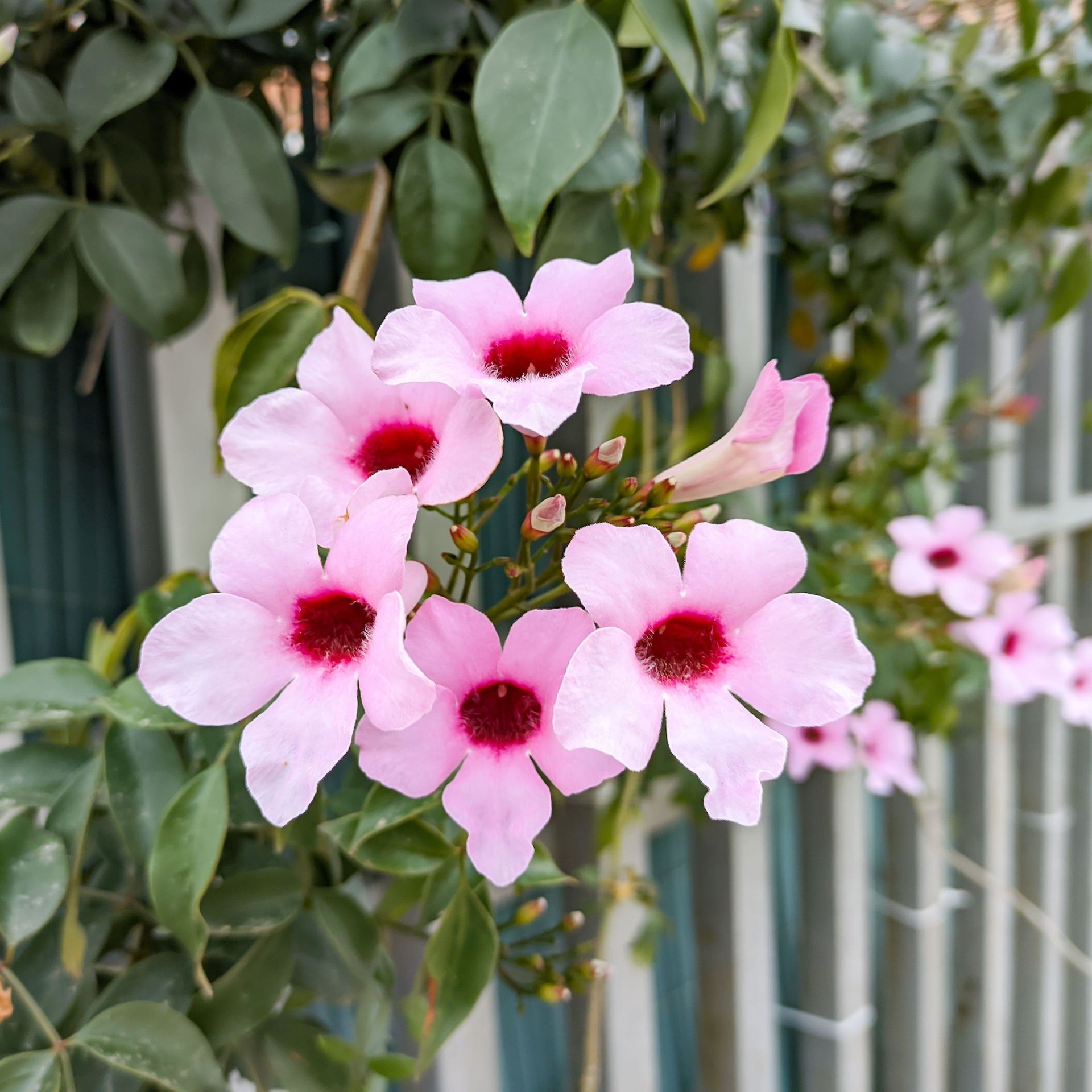 5 climbing plants with pink flowers to add to your garden | Ideal Home