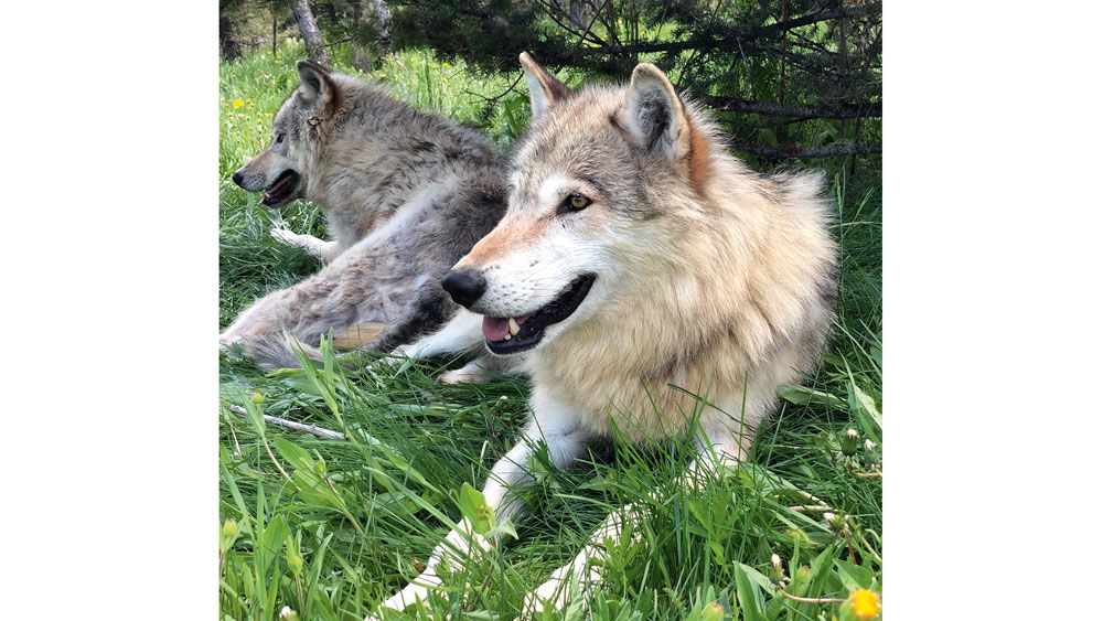 How to draw animals: 15 top tips | Creative Bloq