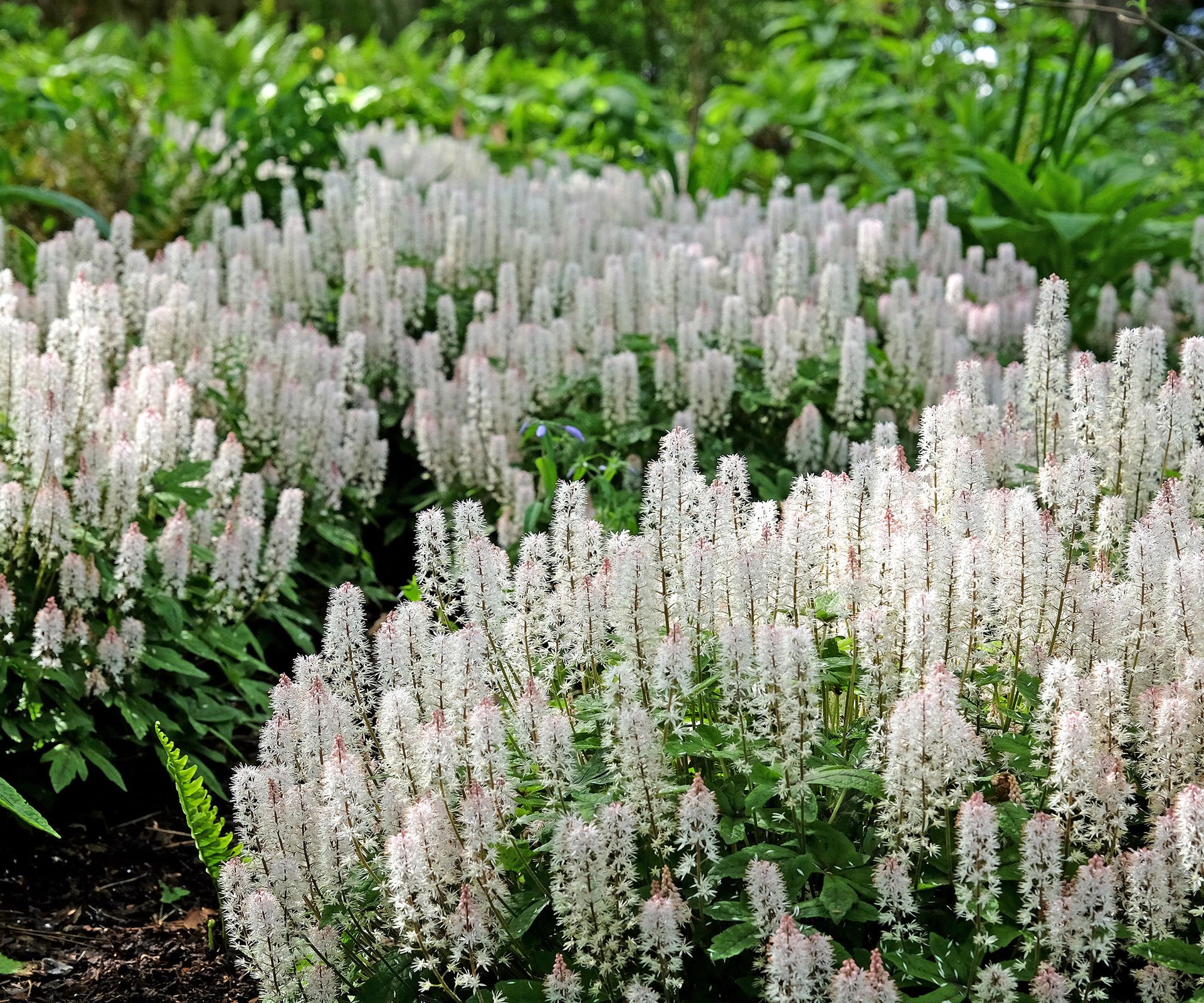 Part-shade perennials: 11 picks for your backyard | Homes and Gardens