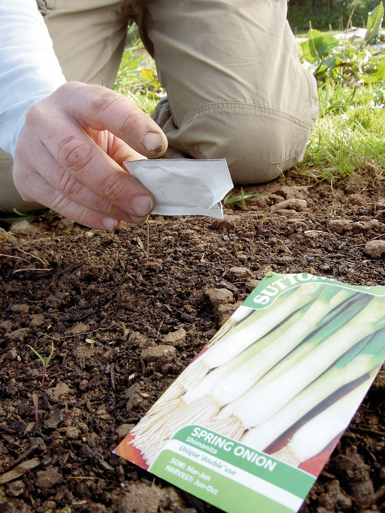 How to grow spring onions: perfect for salads and stir fries | Homes ...