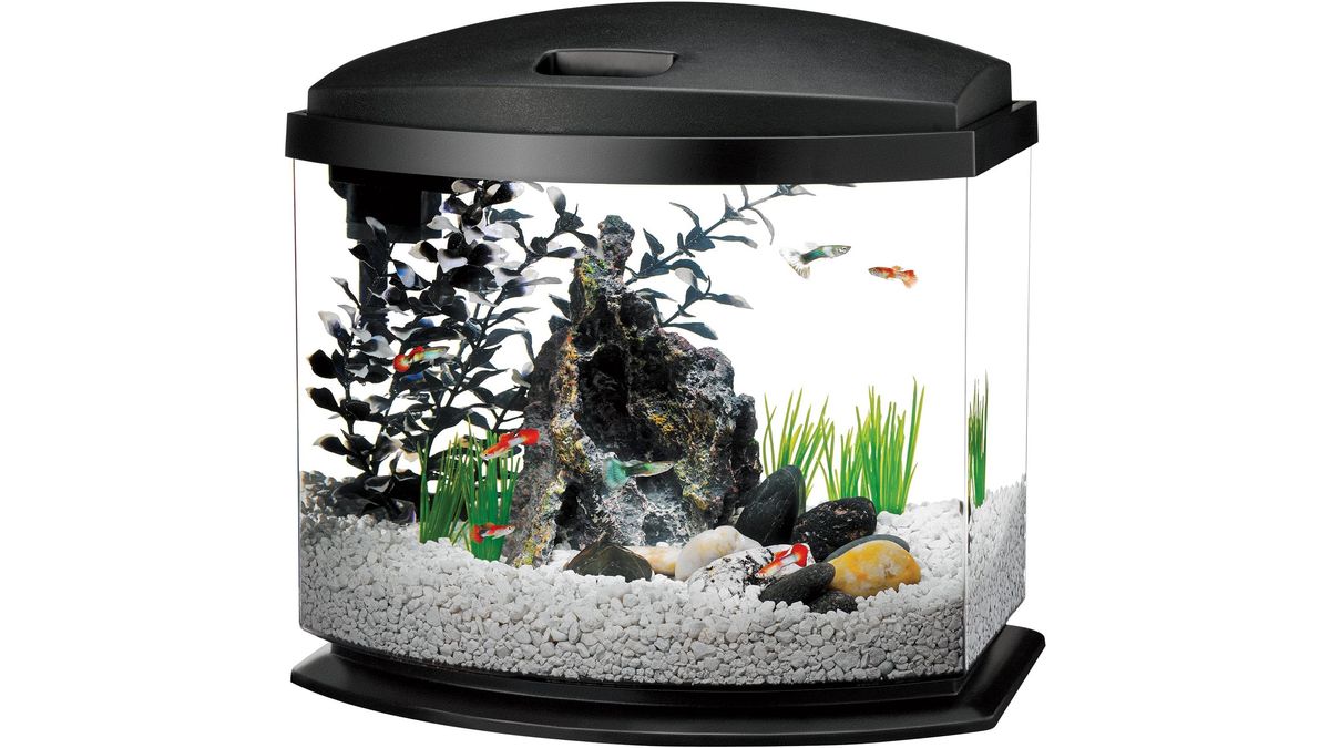 Best small fish tank: Petite pads for your tiny tribe | PetsRadar
