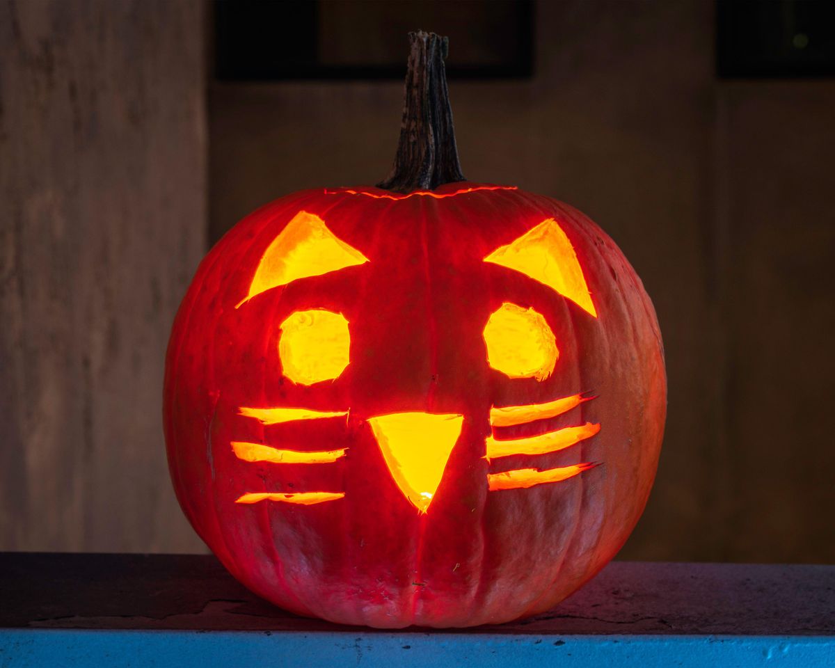 14 cat pumpkin carving ideas for the purrfect jack-o’-lantern | PetsRadar