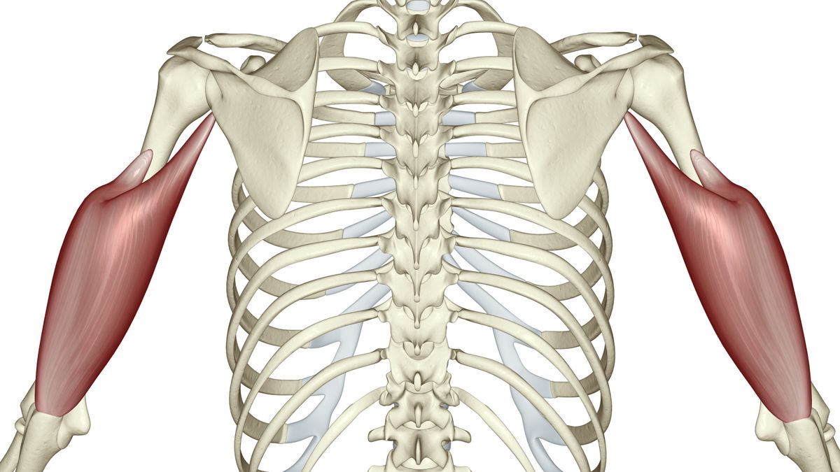 Bench press muscles worked: Here's what happens when you lift that ...