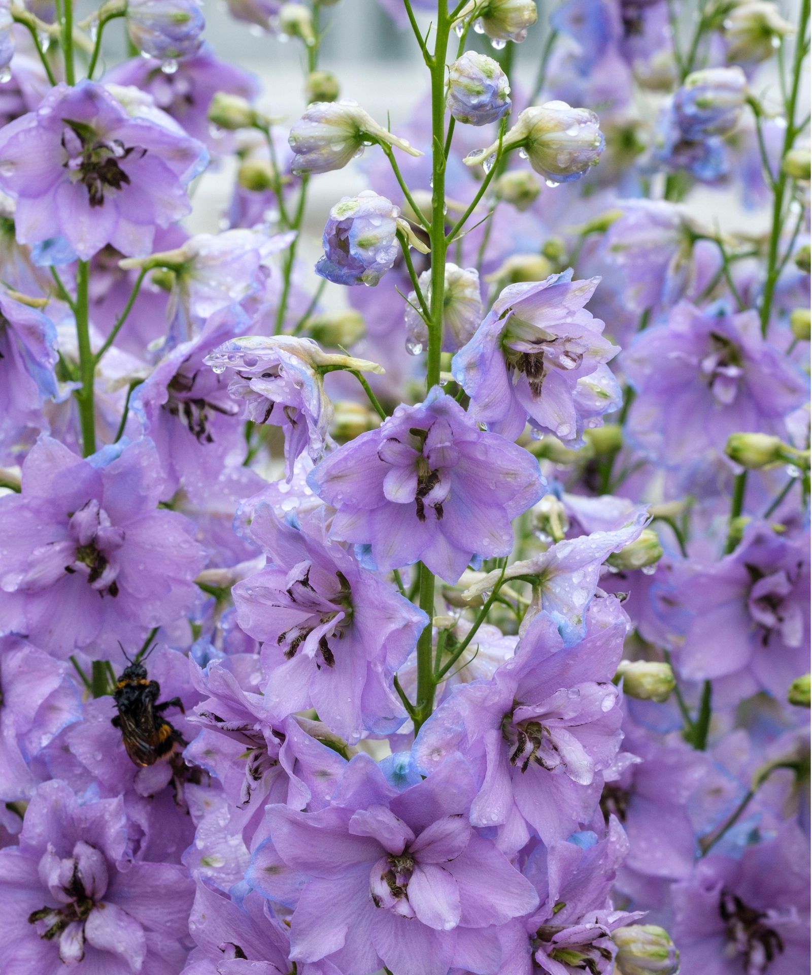 Types of delphiniums: 14 beautiful varieties for your yard | Homes and ...