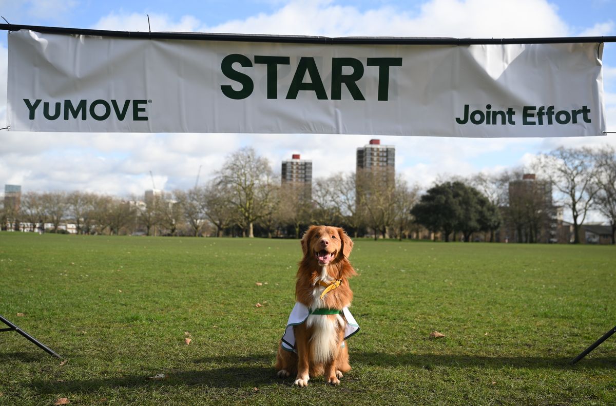 Olympian and world’s fastest vet designs dog relay race | PetsRadar
