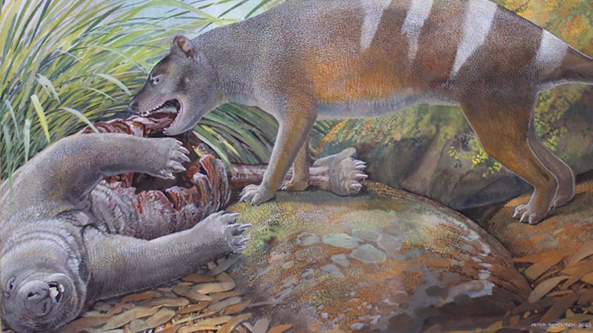 Fossils of bone-crushing and meat-slashing Tasmanian tiger ancestors ...