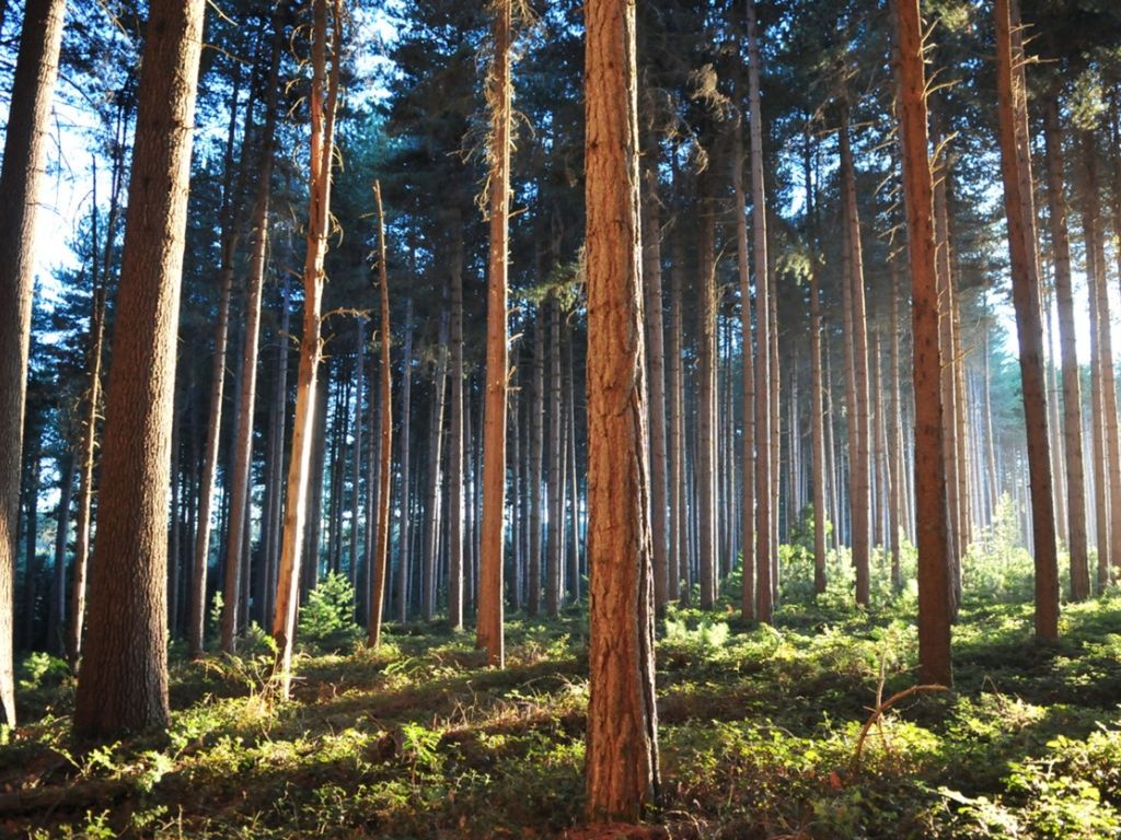 Where Do Sugar Pine Trees Grow: Facts About Sugar Pine Trees ...