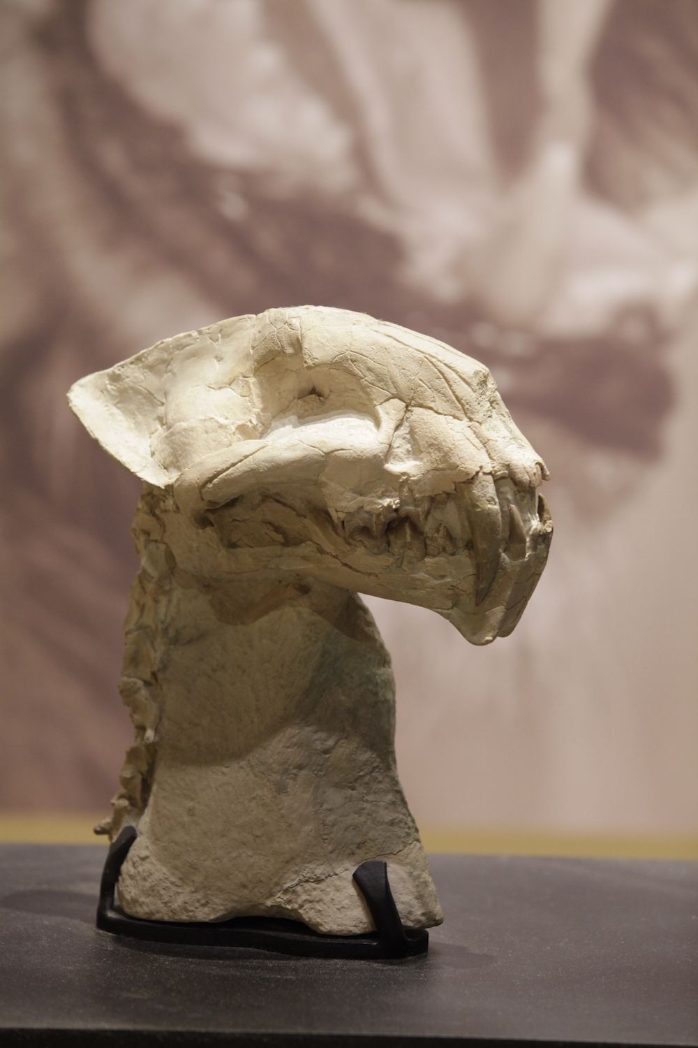 12 amazing saber-toothed animals | Live Science