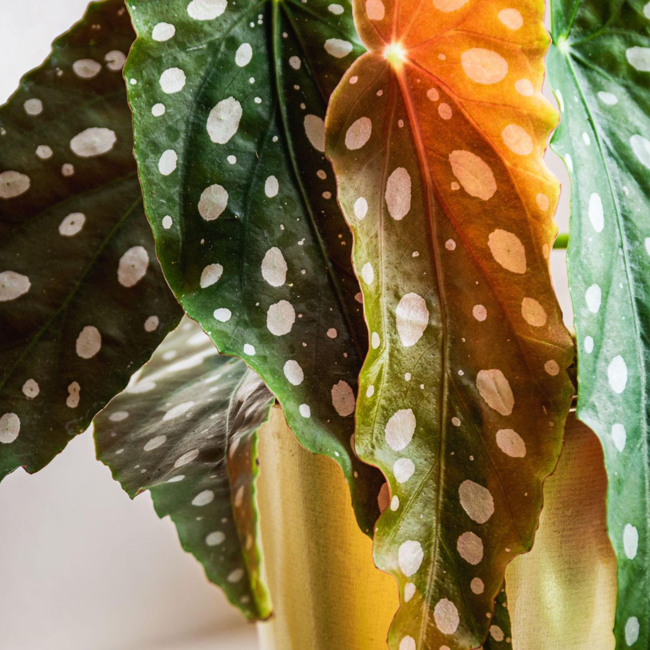 How to care for a polka-dot begonia | Ideal Home