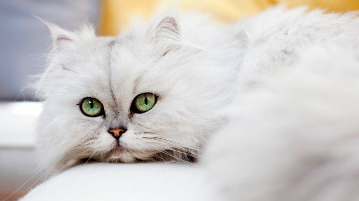 Cat snoring: Why do cats snore and is it normal? | PetsRadar