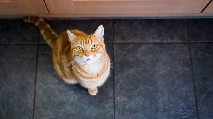 Why is my cat always hungry? | PetsRadar