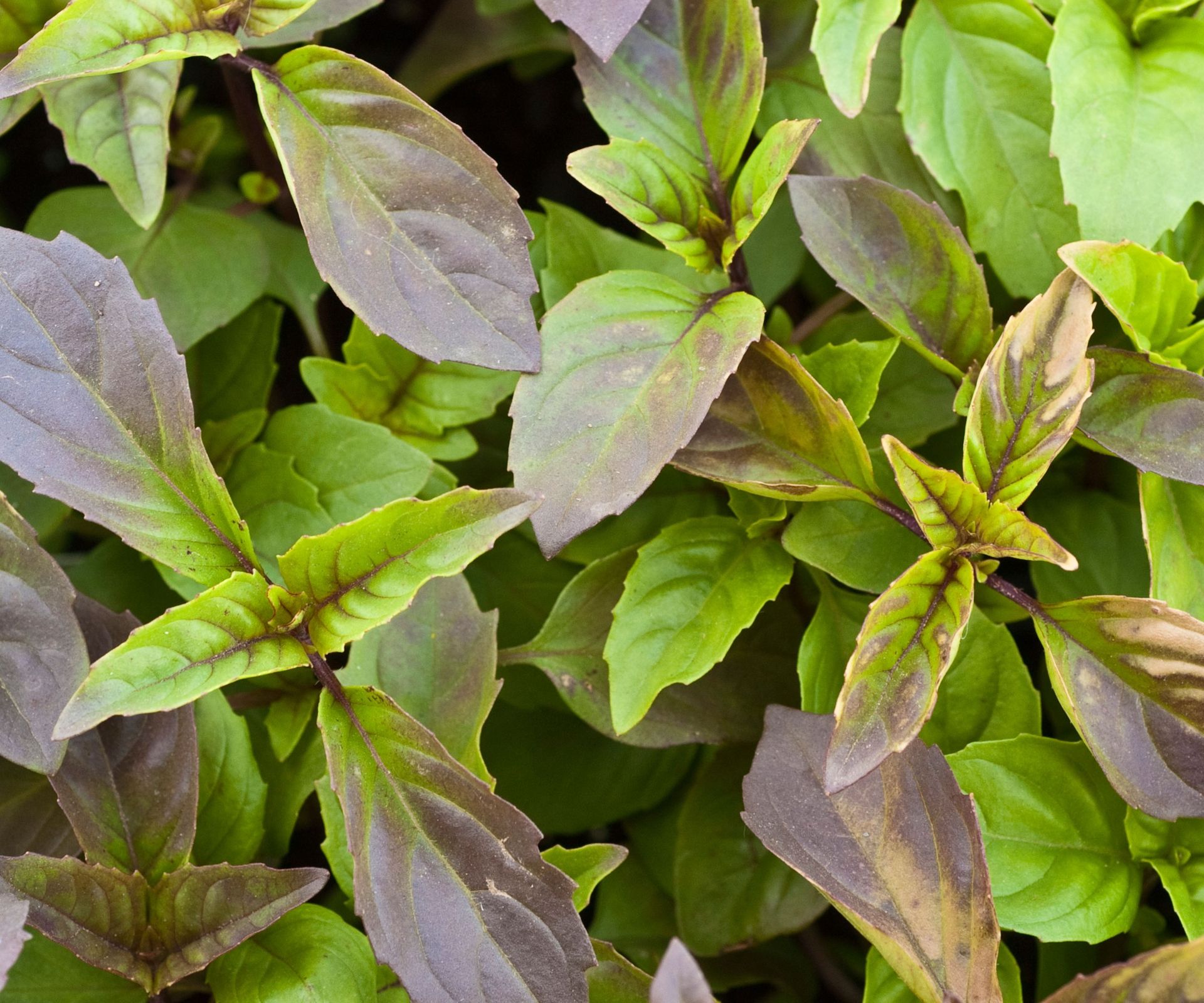 How to grow Thai basil: expert care and growing tips | Homes and Gardens