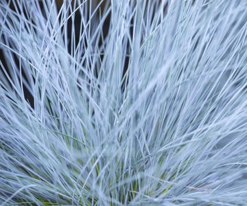 How to grow blue fescue grass: an unusual ground cover | Homes and Gardens