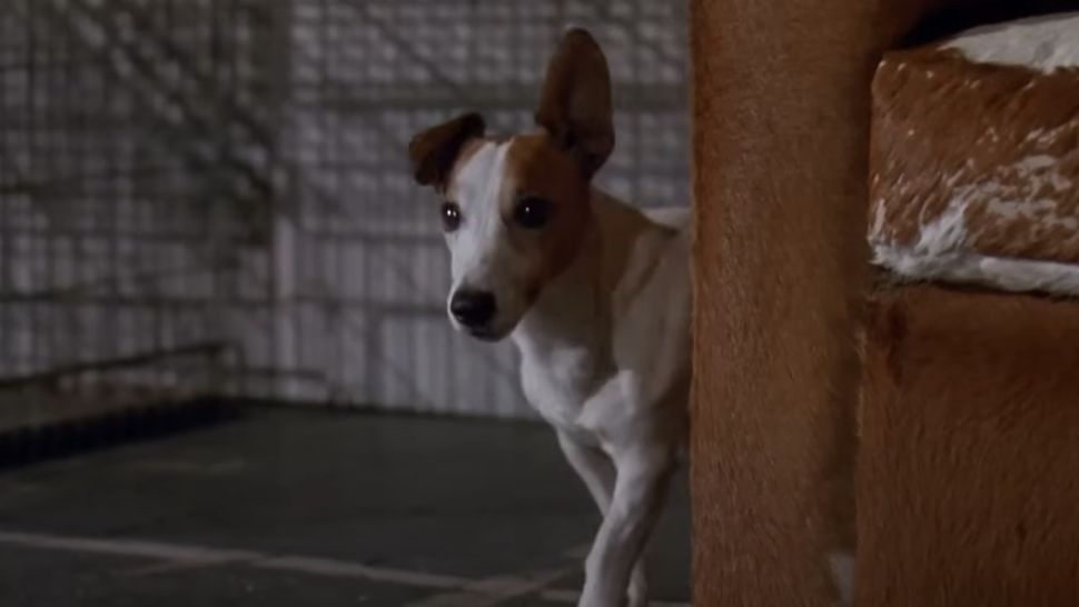 32 Times A Dog Ended Up Saving The Day In Movies And TV Shows | Cinemablend