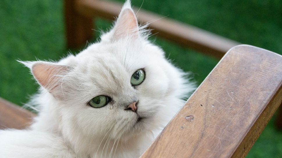 32 best cat breeds for first-time owners | PetsRadar
