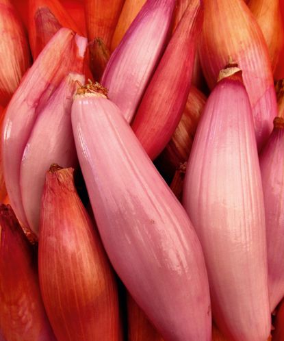 Vegetables to plant in January: 12 key crops to sow and grow | Gardeningetc