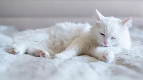 32 types of show-breed cats | PetsRadar