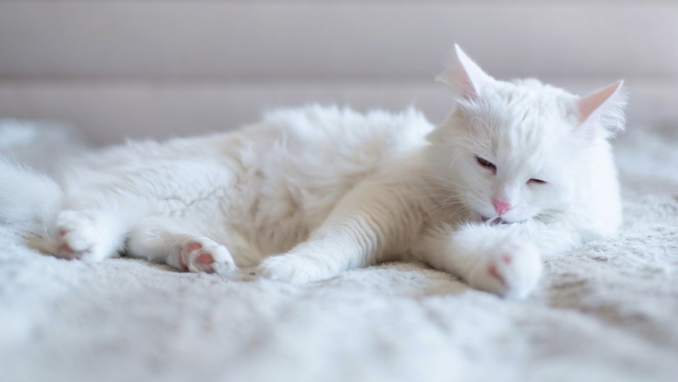 32 types of show-breed cats | PetsRadar