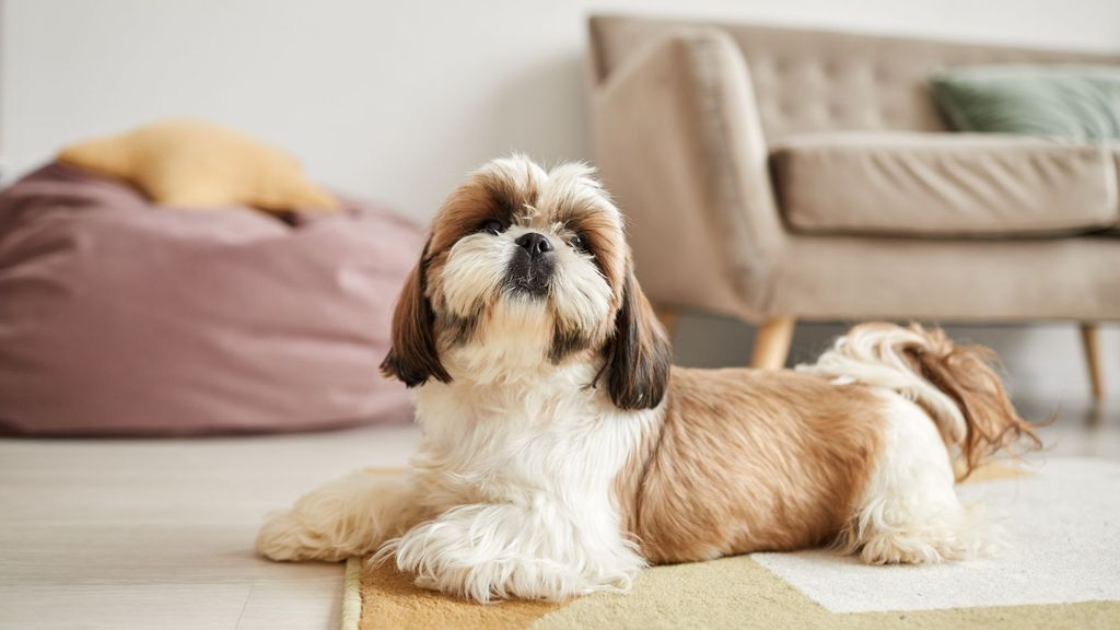 32 of the easiest dog breeds to take care of | PetsRadar