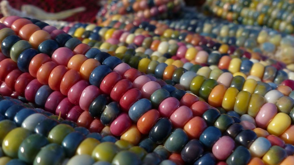 How to grow glass gem corn: an expert guide | Ideal Home