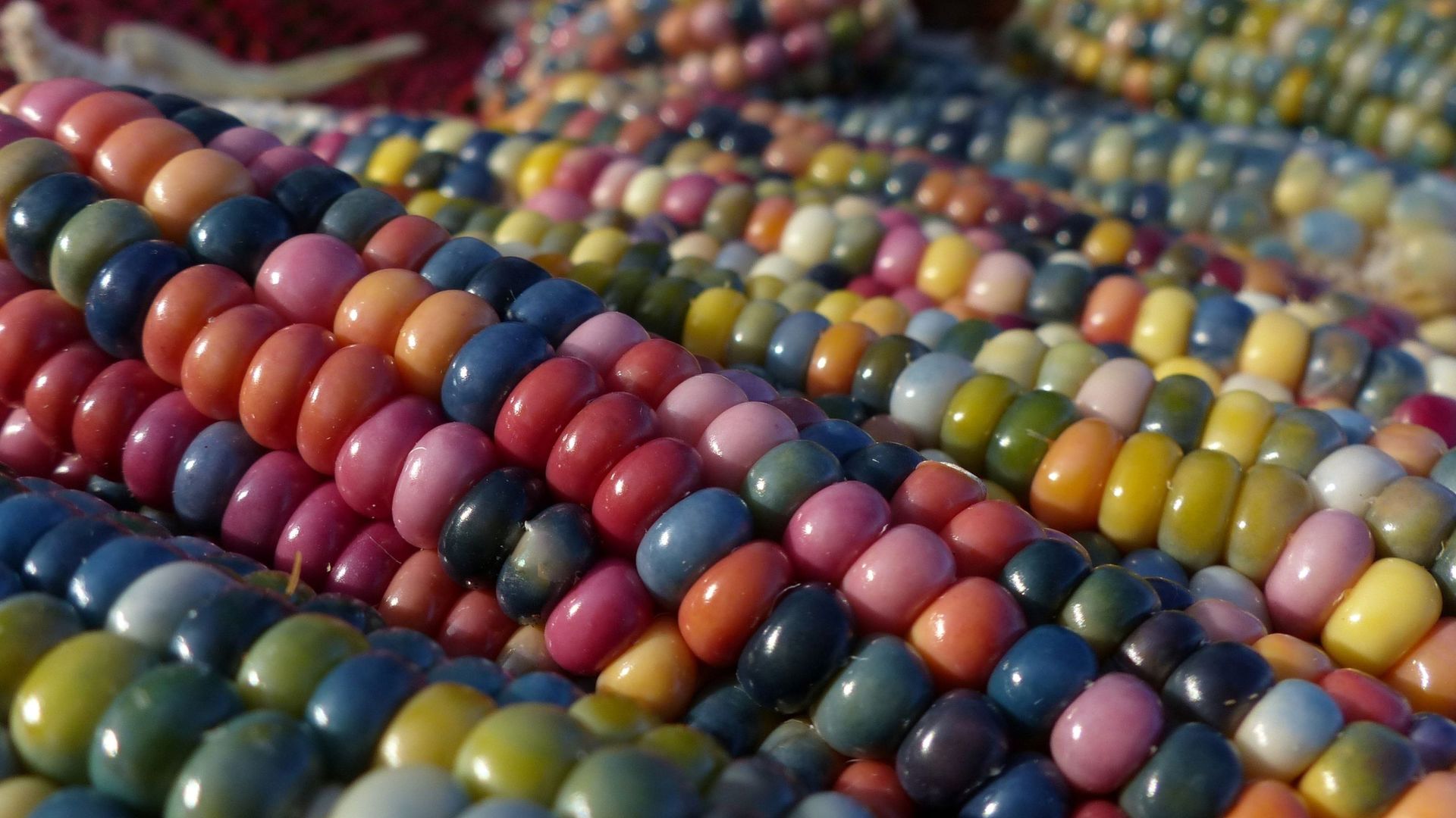 How to grow glass gem corn: an expert guide | Ideal Home