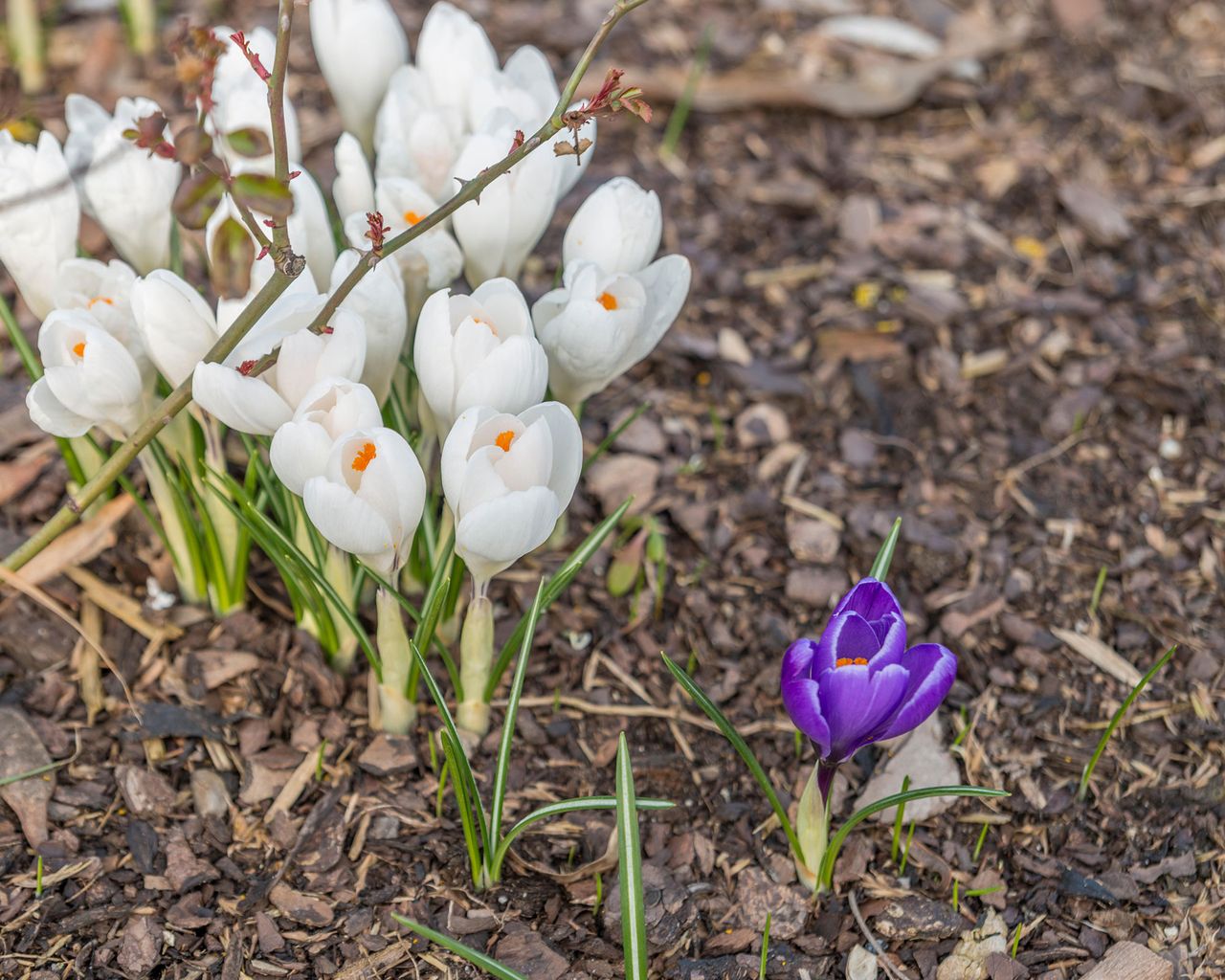Crocus plant care and growing guide | Gardeningetc