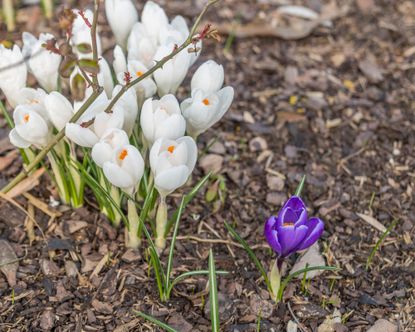 Crocus plant care and growing guide | Gardeningetc
