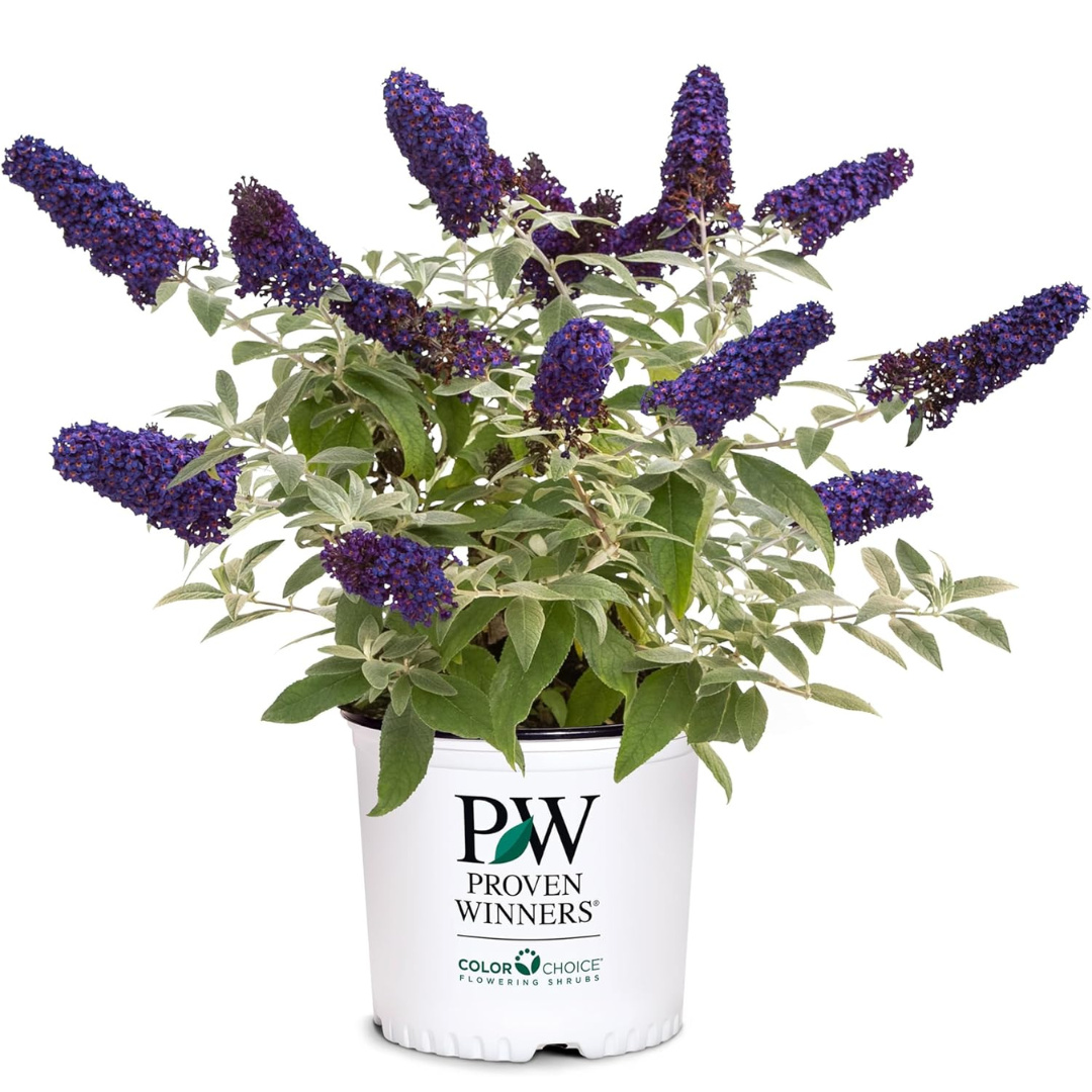 6 Small Fragrant Flowering Shrubs Perfect for Tiny Gardens | Livingetc
