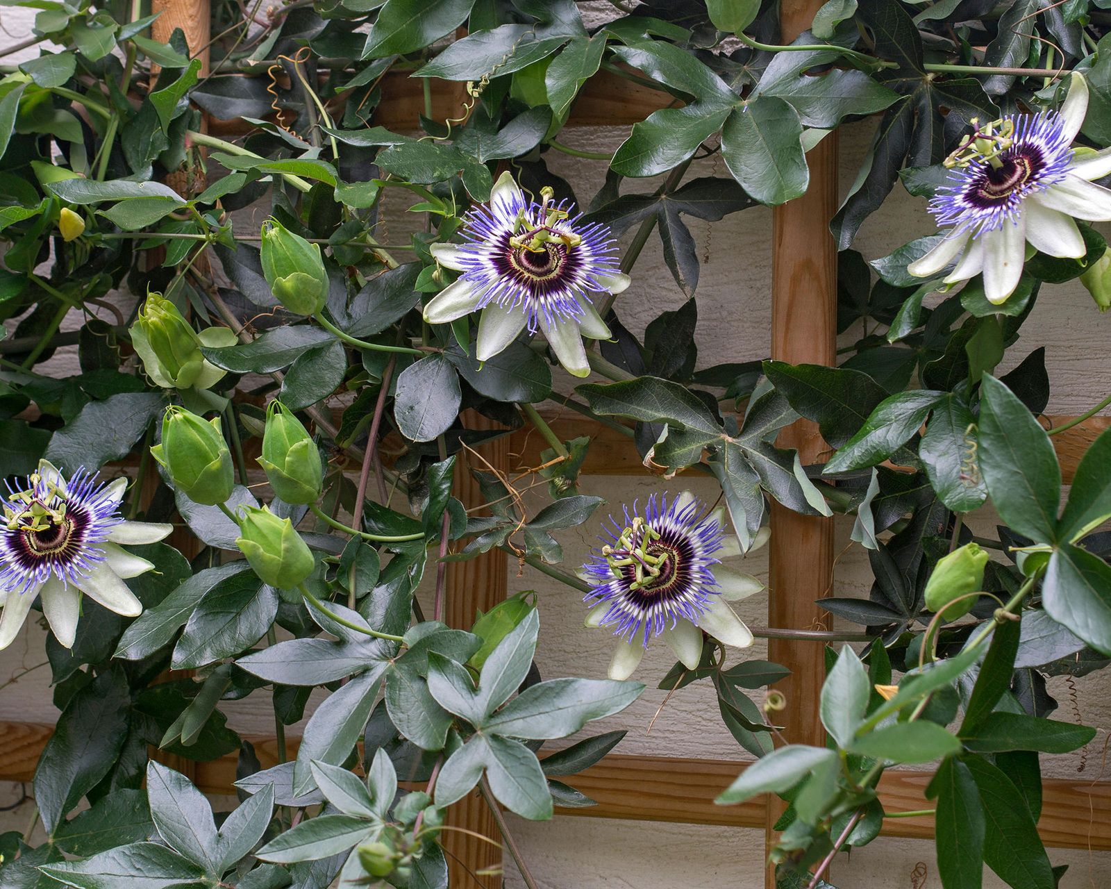 Fast-growing climbing plants: 10 vines for vertical spaces | Gardeningetc