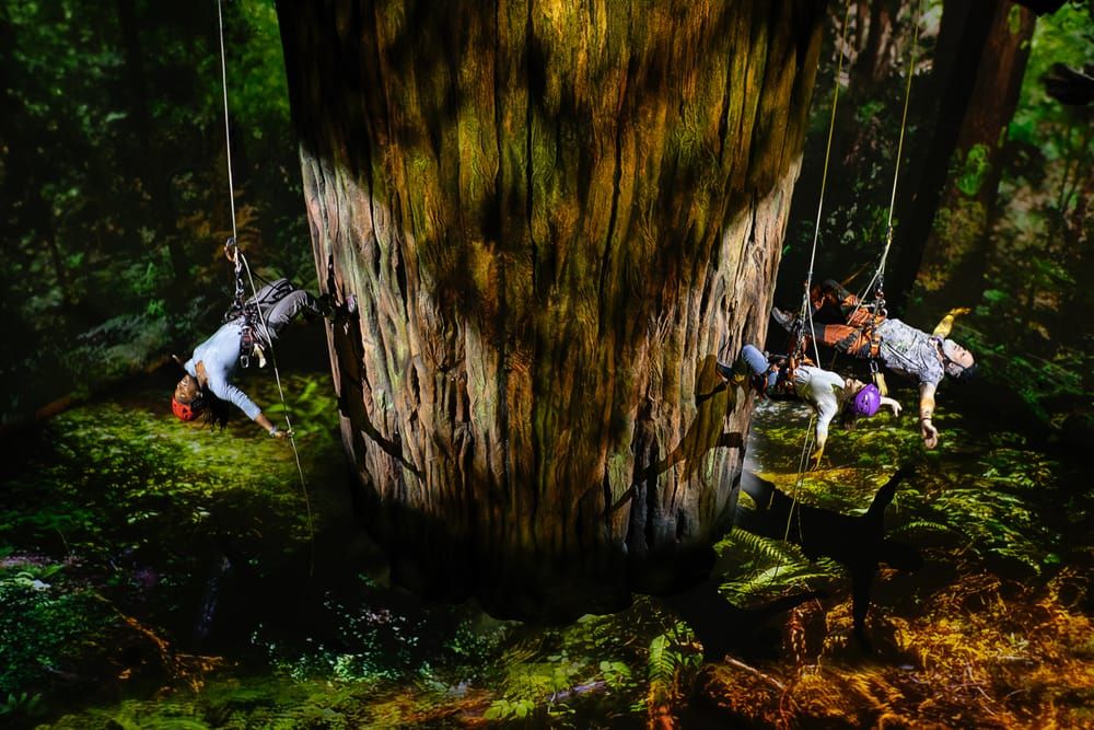 How Redwood The Musical built a living life-sized forest on Broadway ...